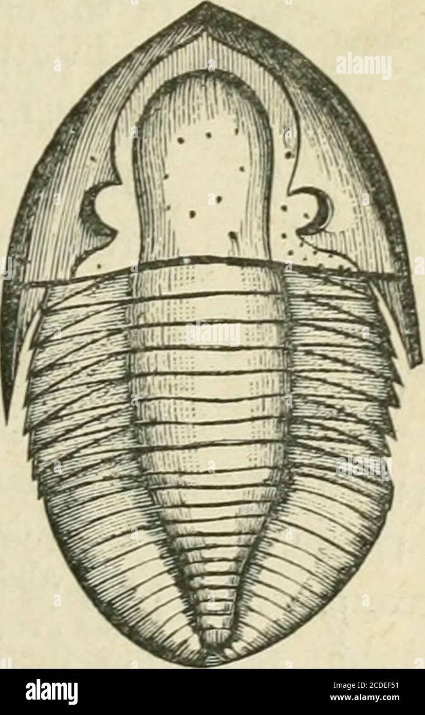Trilobite Scientific Drawing