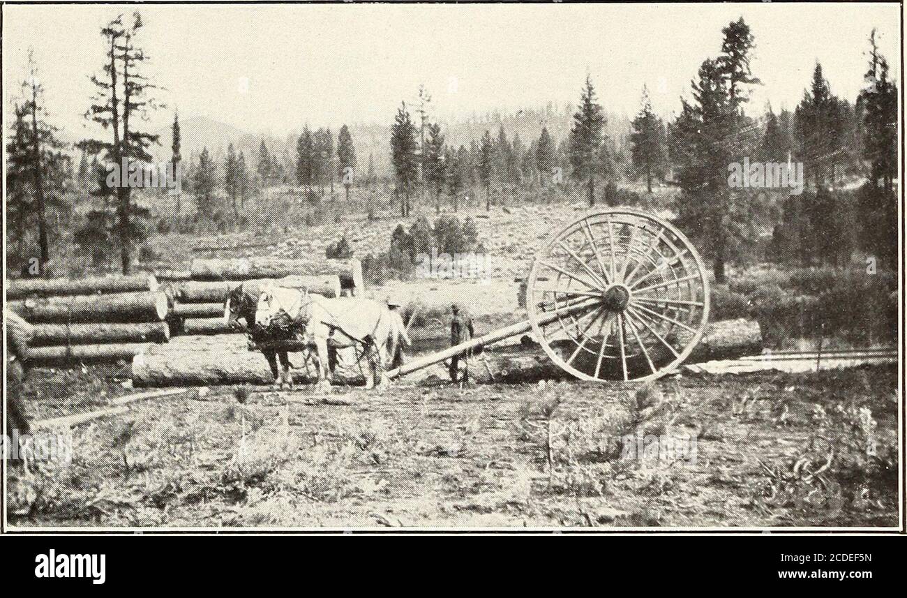 . Lumbering in the sugar and yellow pine region of California . wheels ...