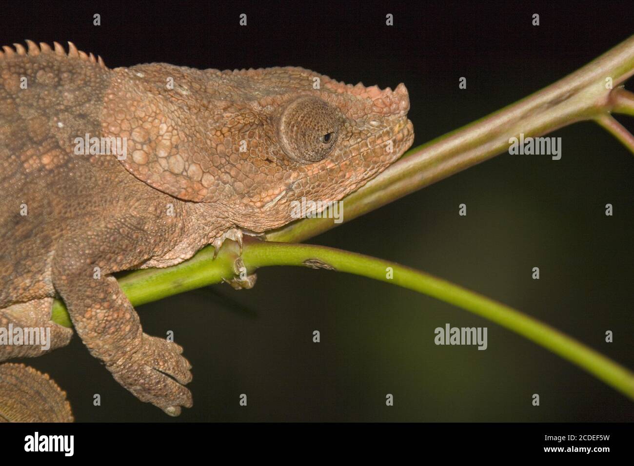 Short horned chameleon calumma brevicornis hi-res stock photography and ...