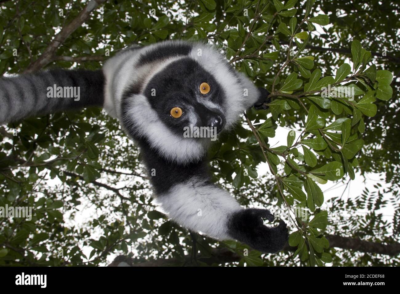 Vari varecia variegata, madagascar, africa Stock Photo - Alamy