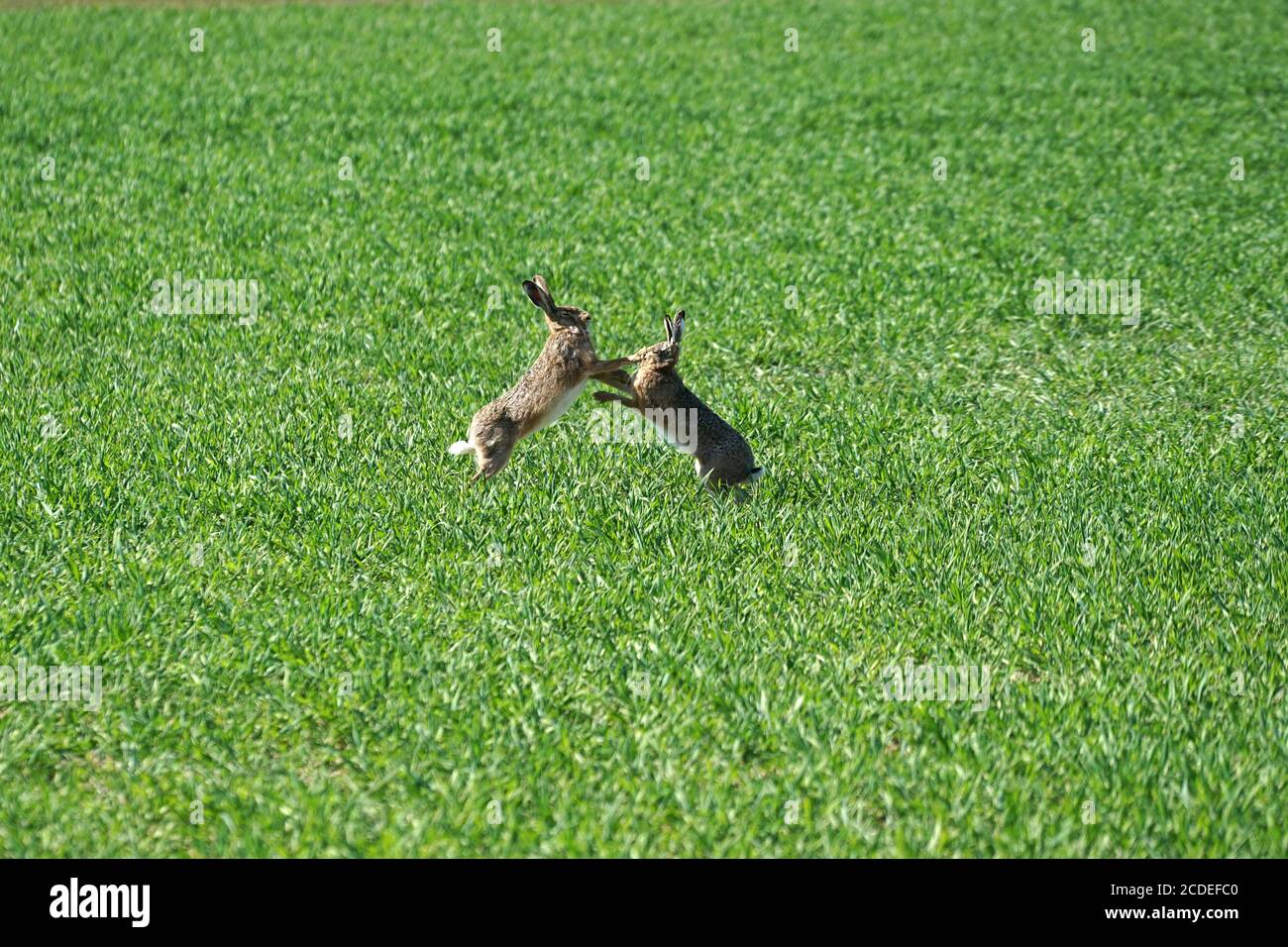 Adorable brown rabbits fighting on the field Stock Photo - Alamy