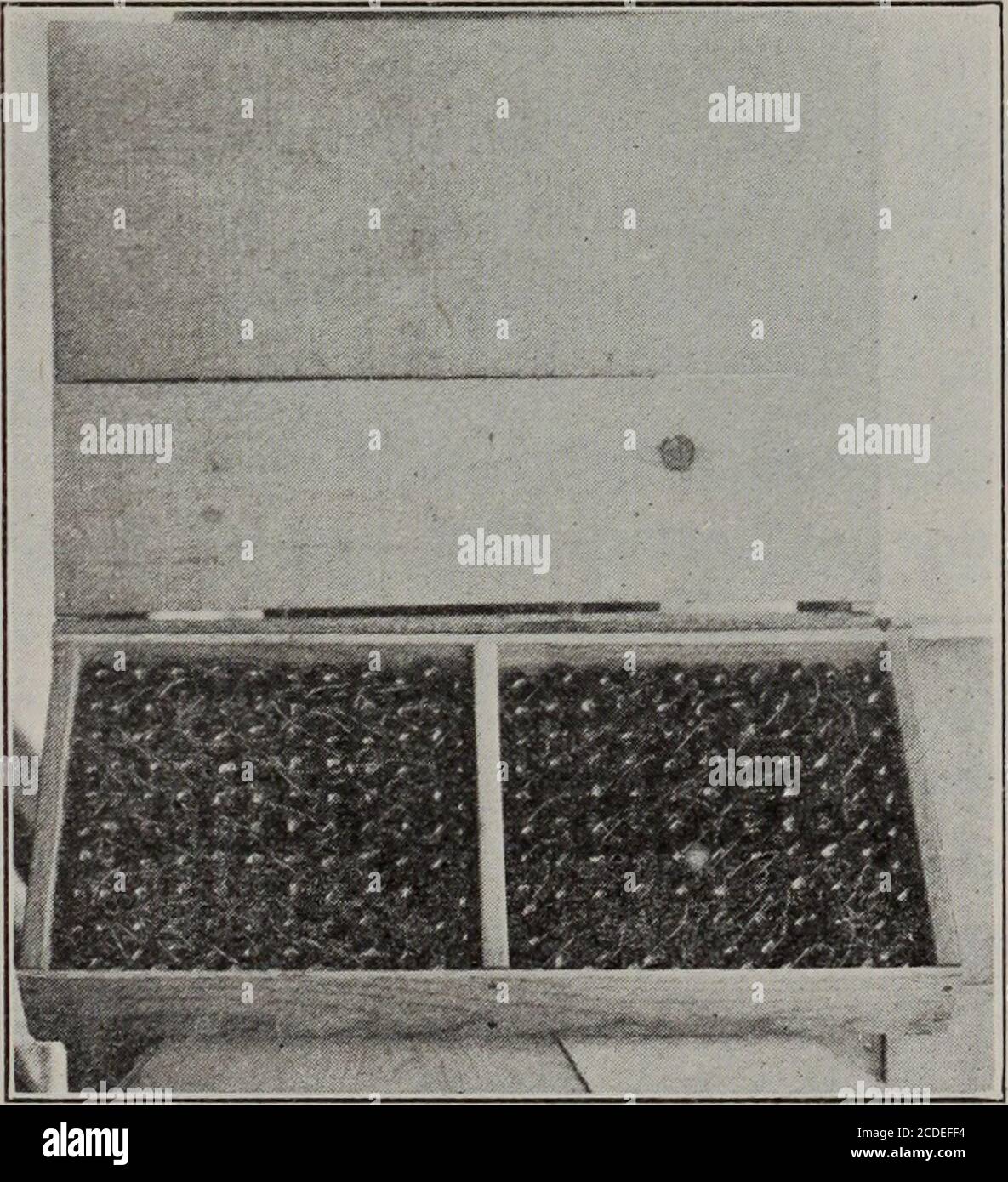 . Harvesting and handling California cherries for eastern shipment ...