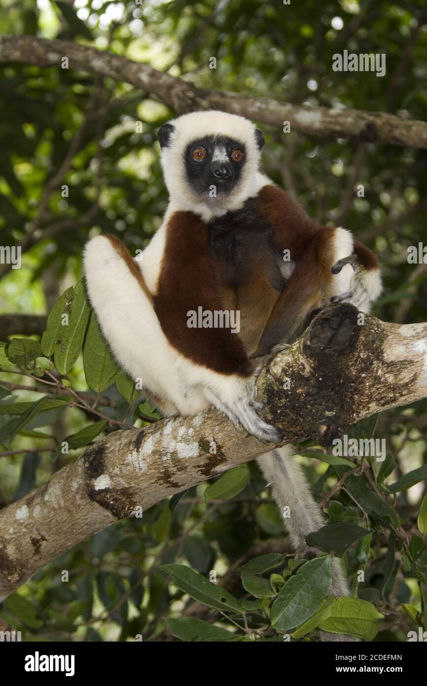 coquerels sifaka, propithecus coquereli, madagaskar Stock Photo - Alamy