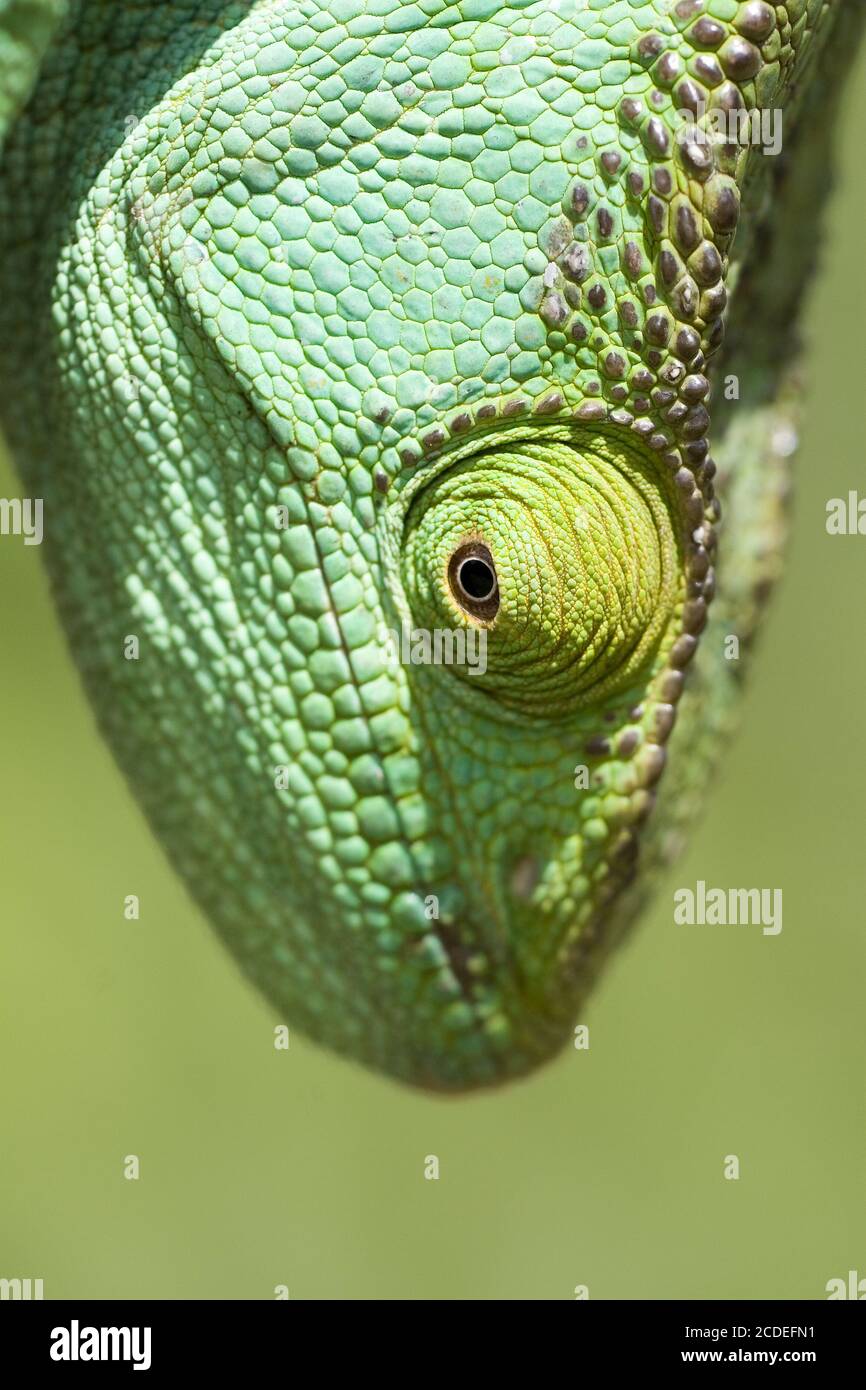 Madagascar forest chameleons hi-res stock photography and images - Alamy