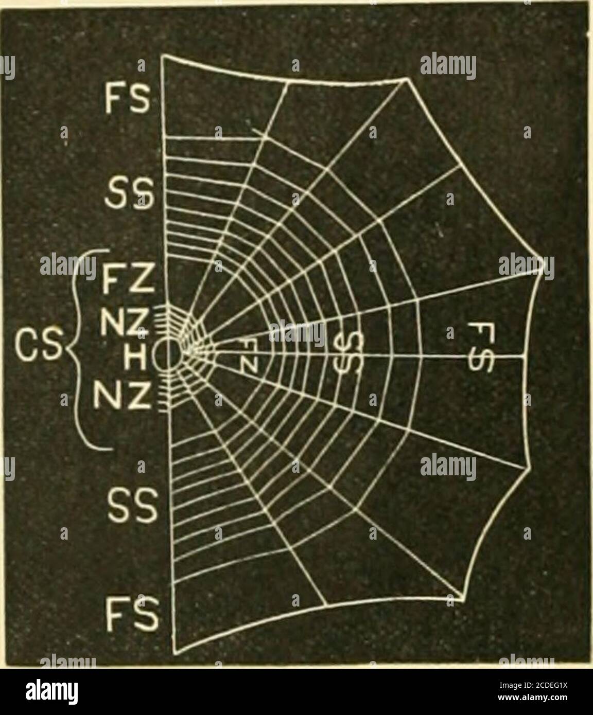 Welsh spiders hi-res stock photography and images - Alamy