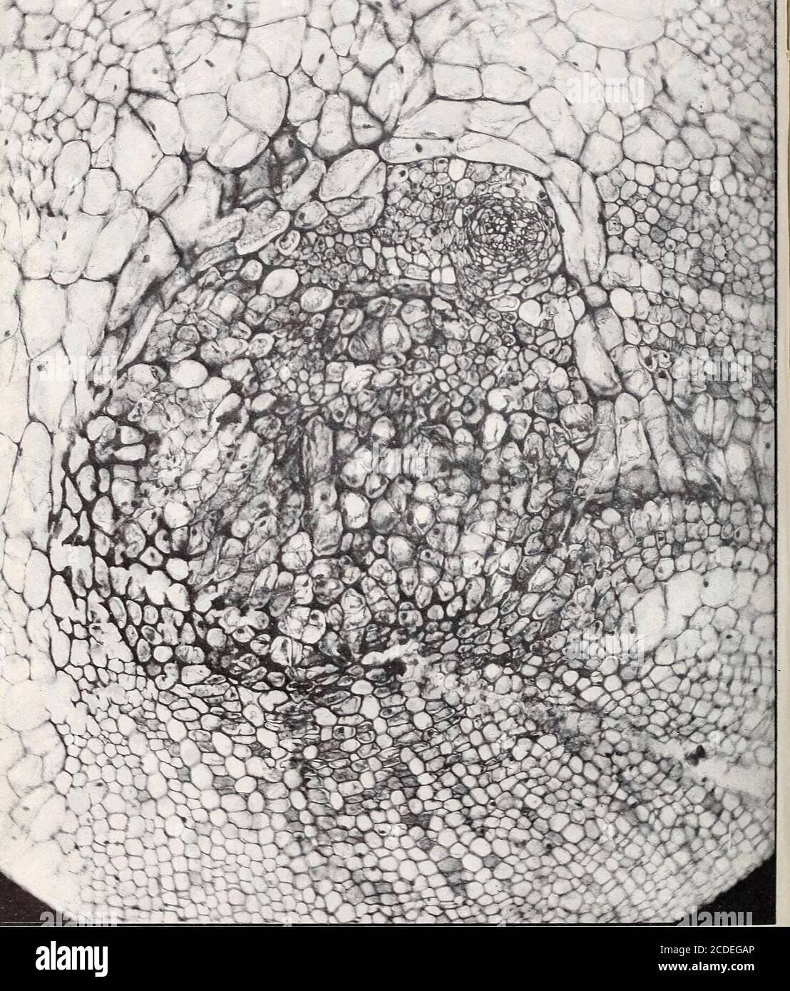 . The structure and development of crown gall : a plant cancer . Daisy ...