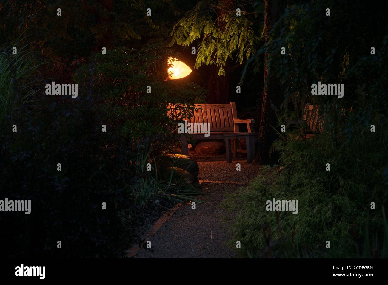 Wooden bench under a tree at night illuminated by the street light ...