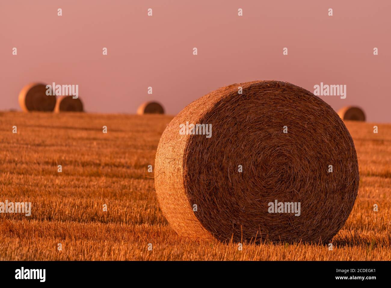 Hay rolls and warm sunset sunlight in the field. Agriculture and rural ...