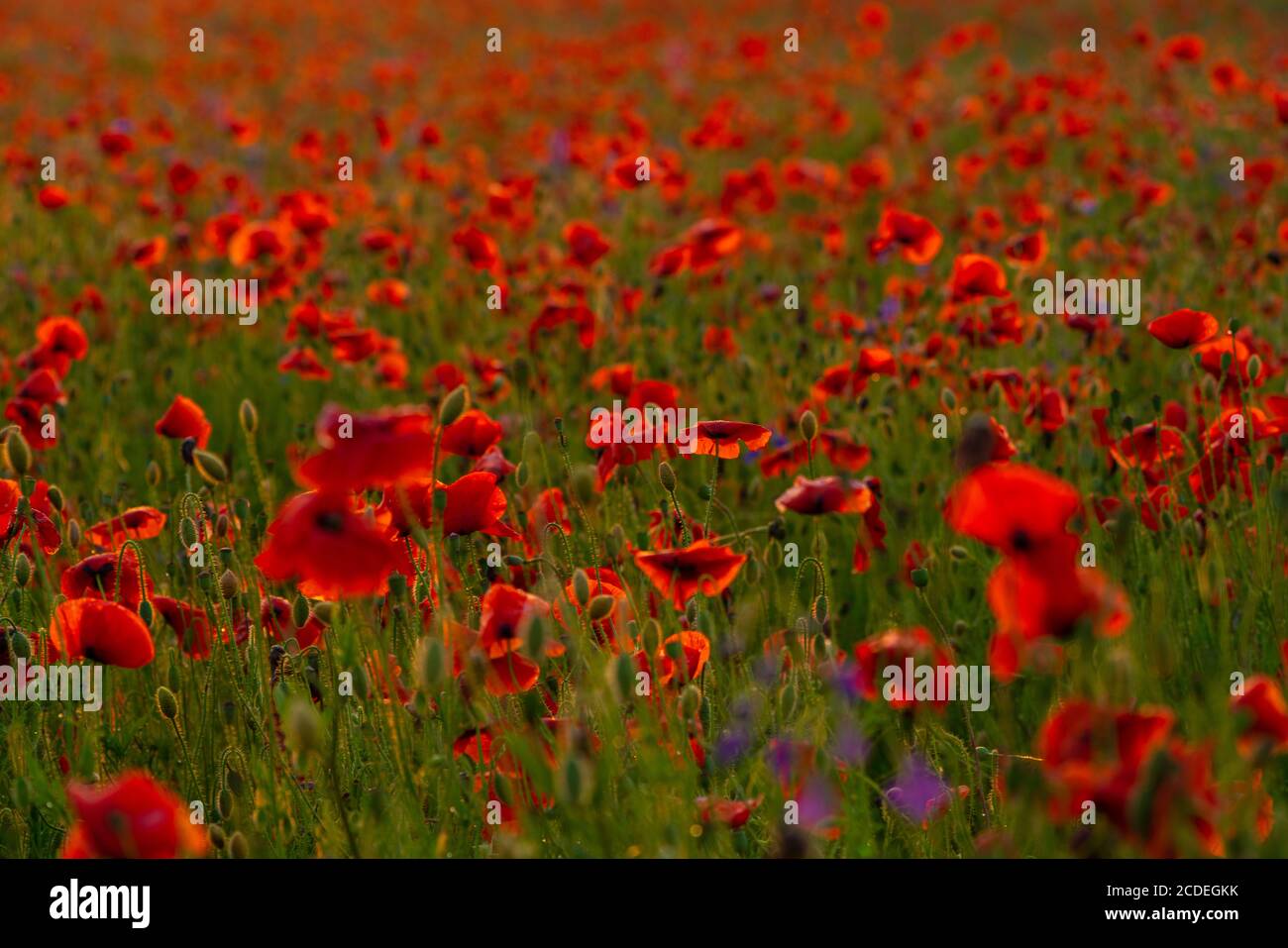Poppy flowers field at sunset or sunrise. Agriculture and natural ...