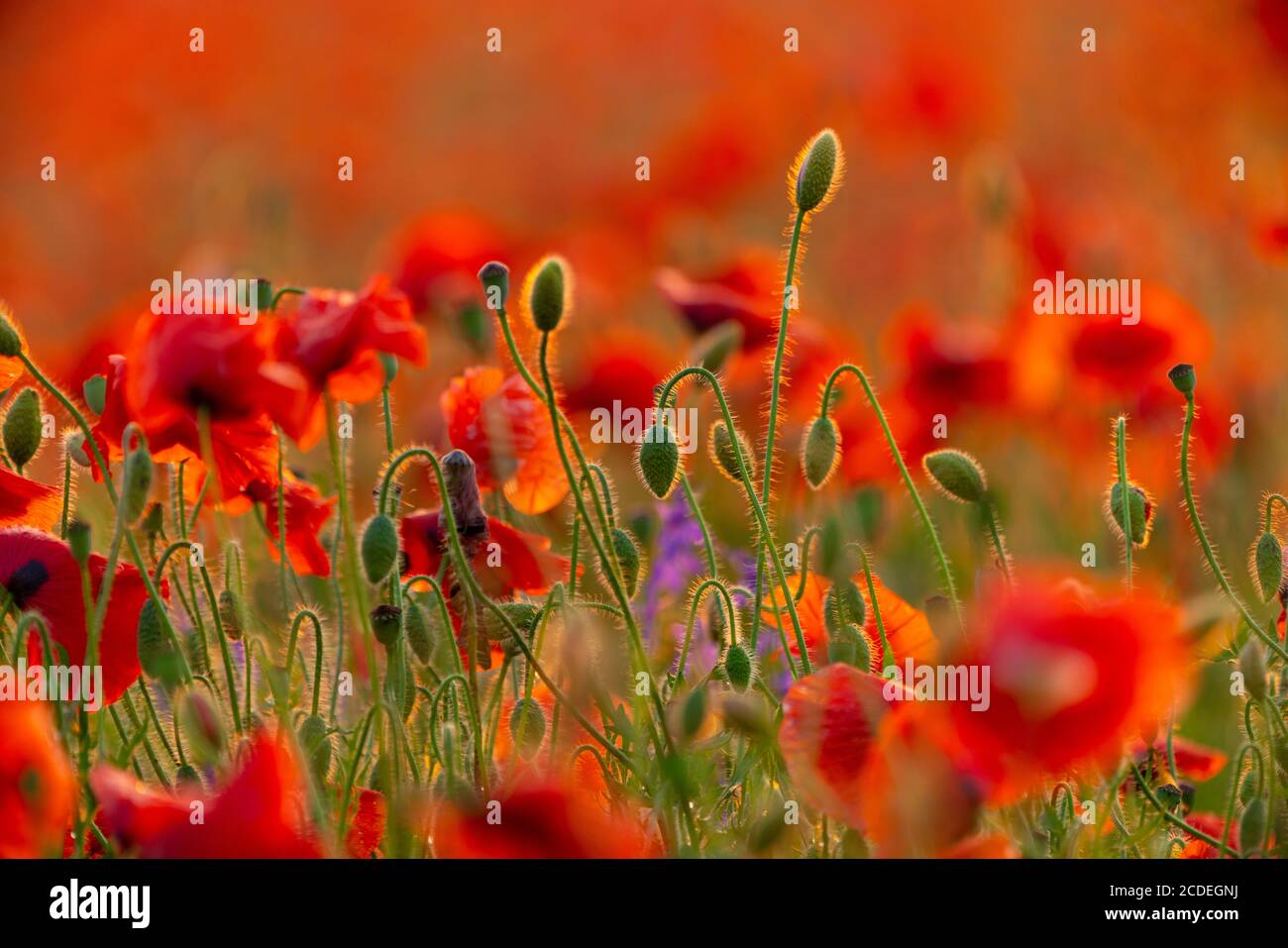 Poppy flowers field close-up and macro. Agriculture and natural ...