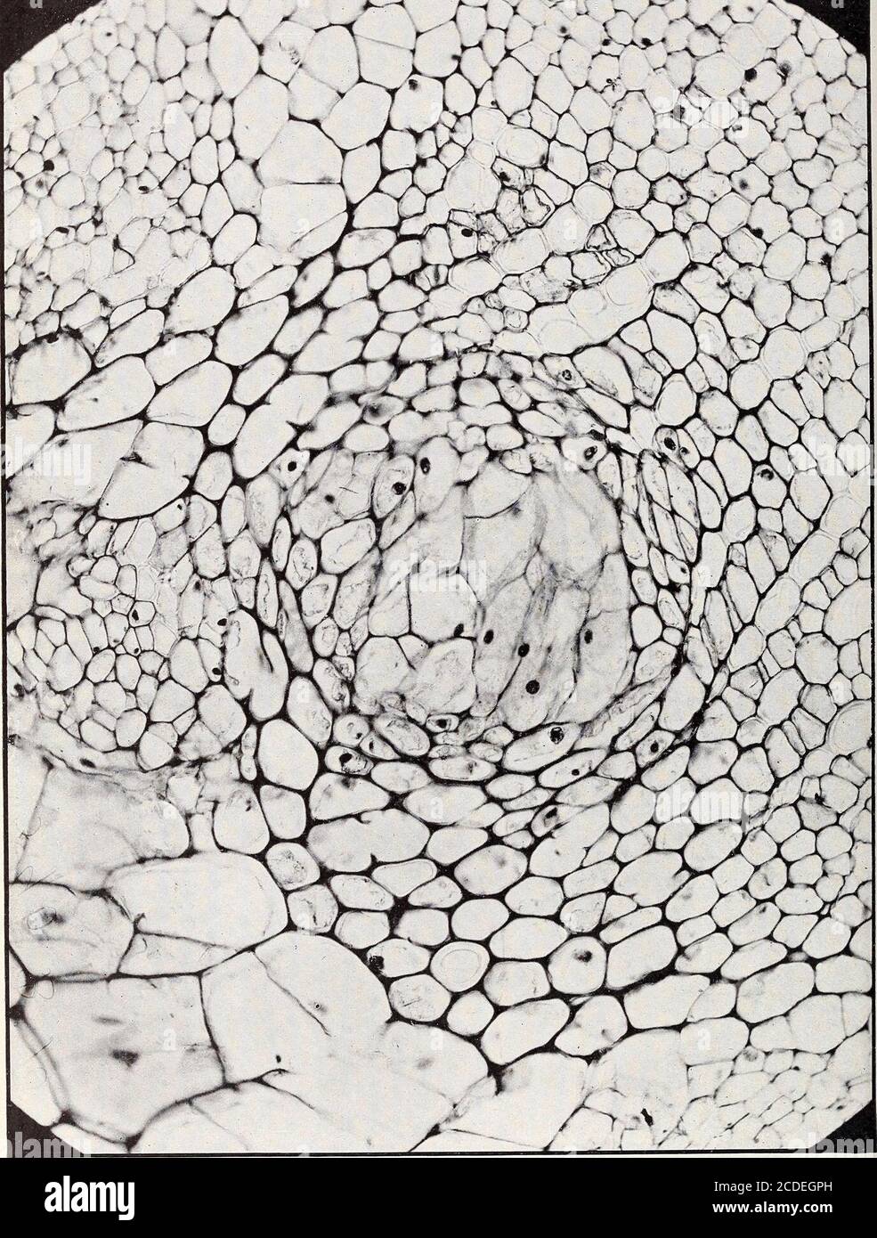 Plant inclusions hi-res stock photography and images - Alamy