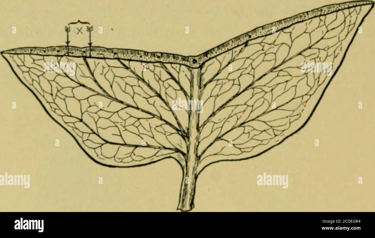 Parallel venation hi-res stock photography and images - Alamy