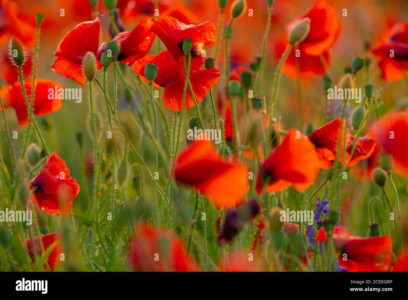 Poppy flowers field close-up and macro. Agriculture and natural ...