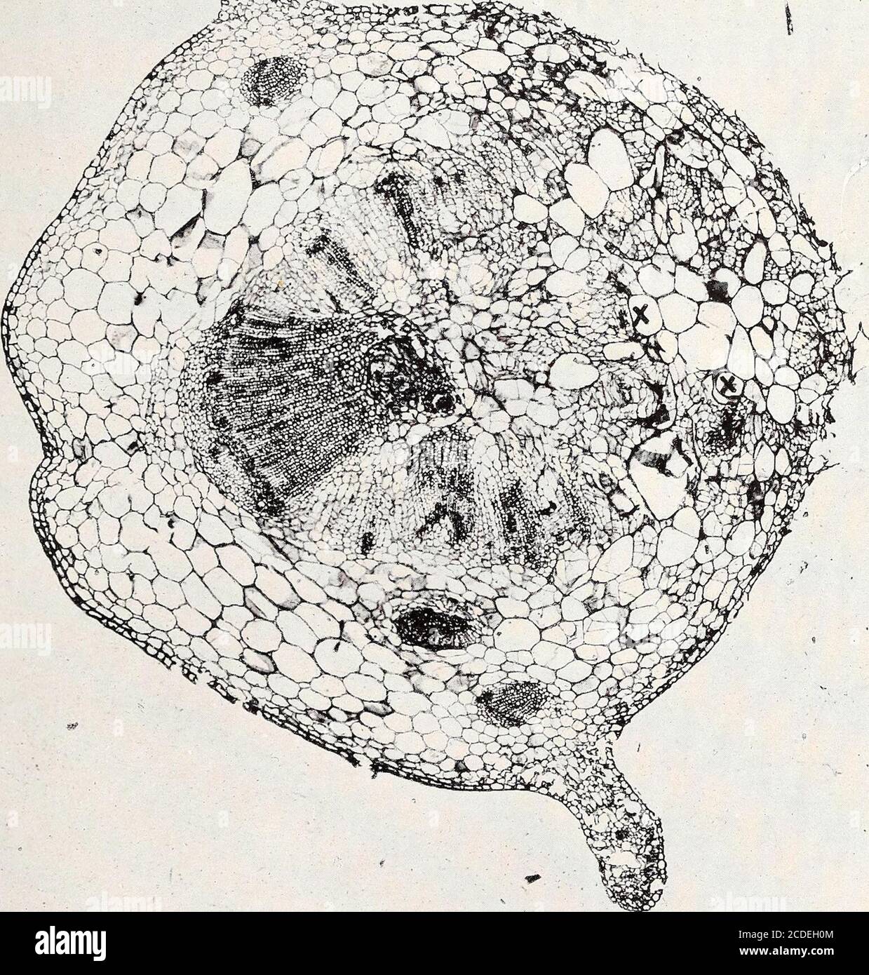 . The structure and development of crown gall : a plant cancer . Daisy ...