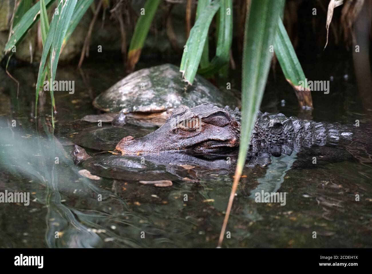Dangerous alligator swimming in the water in the zoo Stock Photo - Alamy