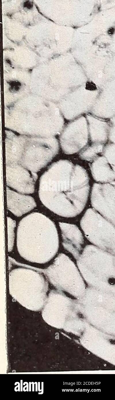 . The structure and development of crown gall : a plant cancer . *%, M ...