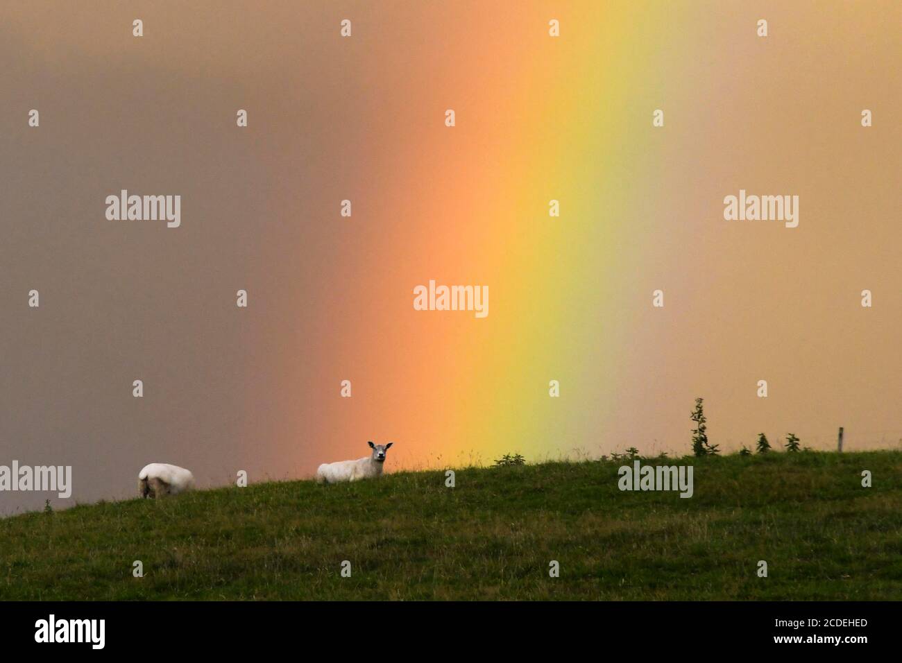 Weather sheep hi-res stock photography and images - Alamy