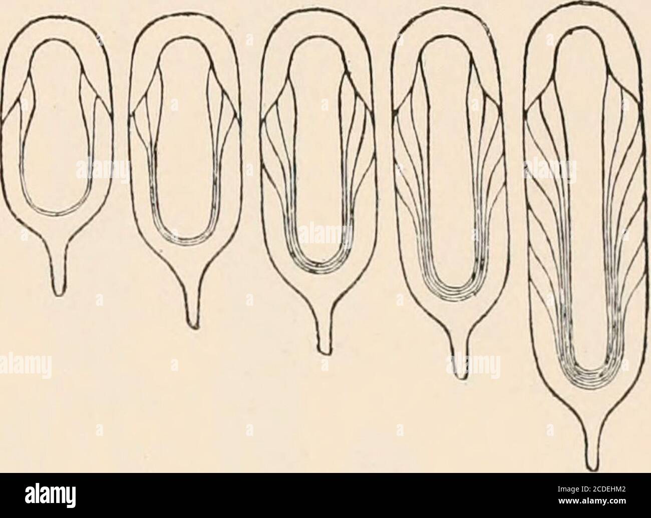 Tribonema hi-res stock photography and images - Alamy