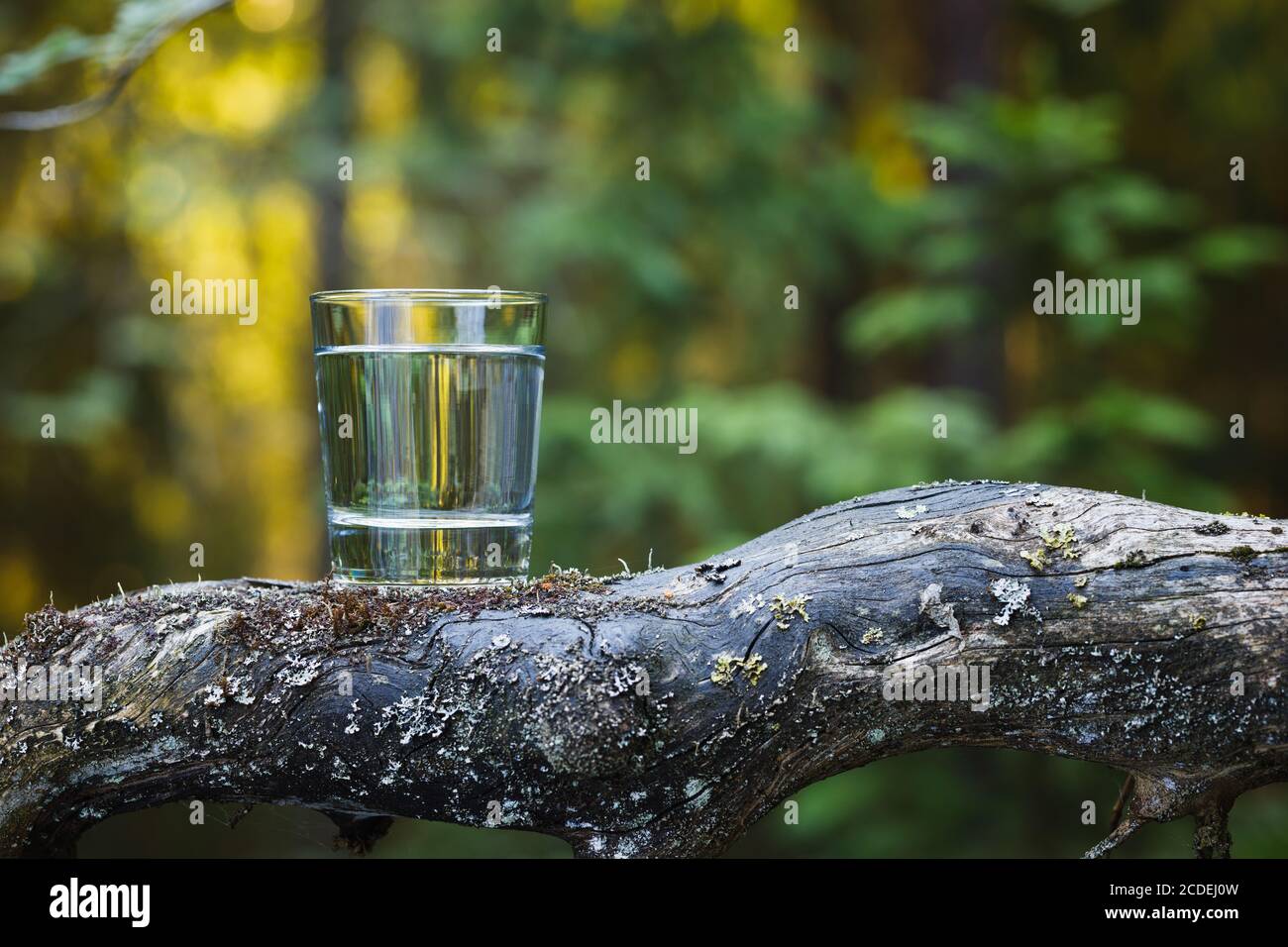 A glass of natural water stands on a tree trunk in the forest. Forest ...