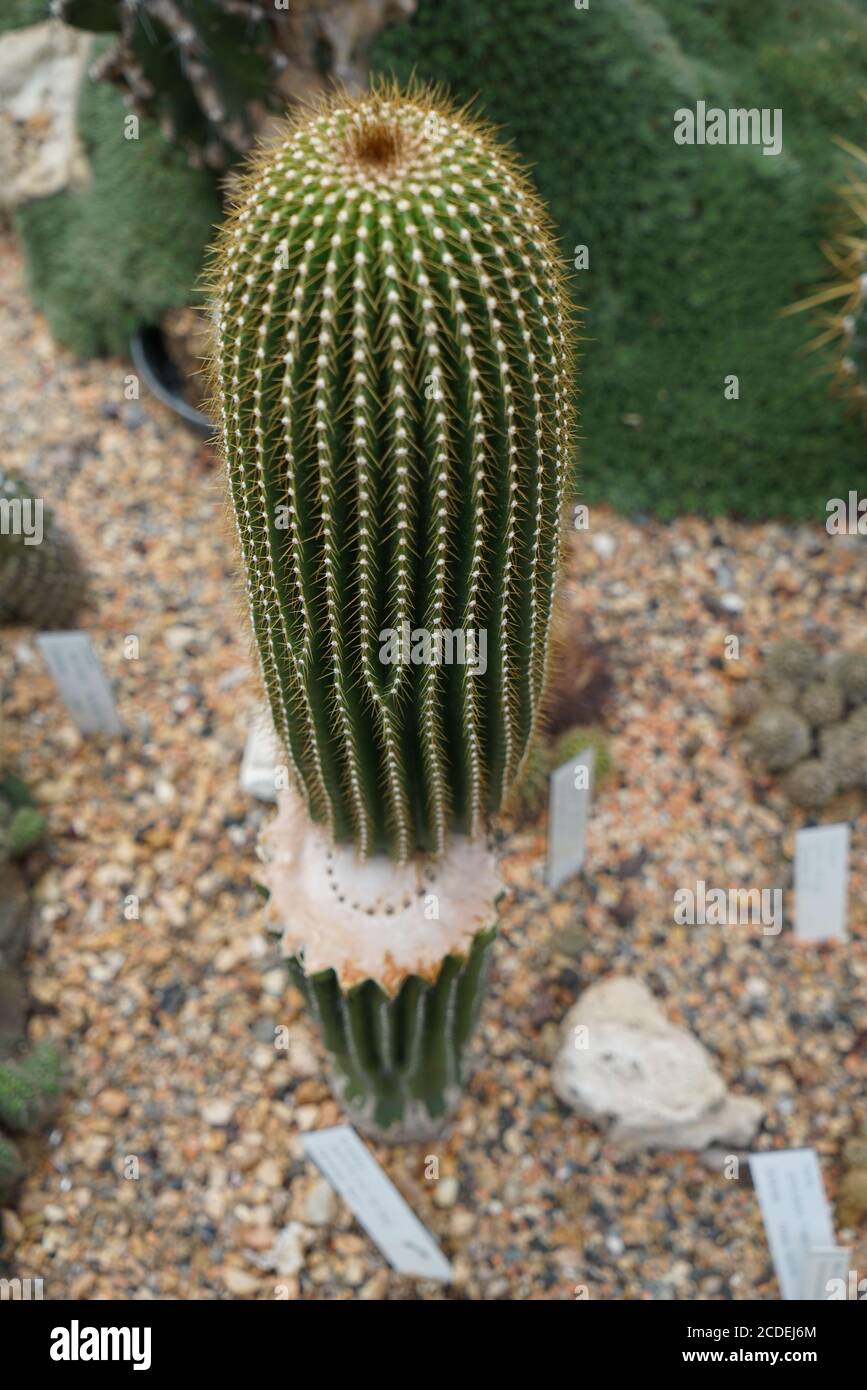 Beautiful cactus with sharp prickles in the garden Stock Photo - Alamy