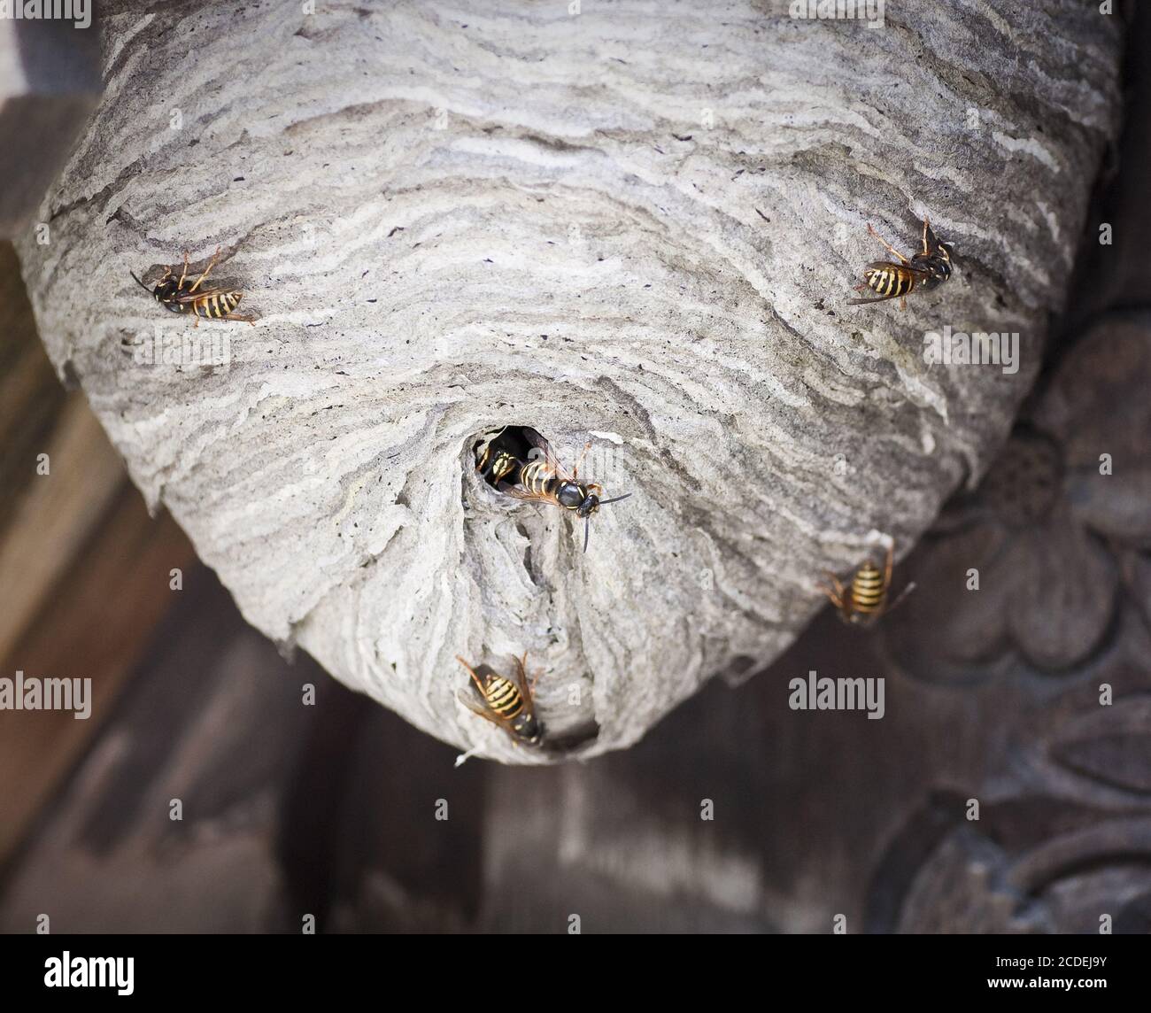 Wasp swarm nest hi-res stock photography and images - Alamy