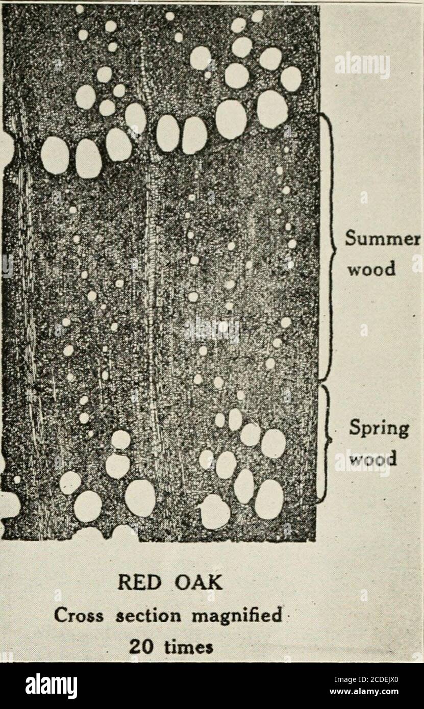 Wood Cross Section Identification Wood Slice Texture Tree Ring Cross