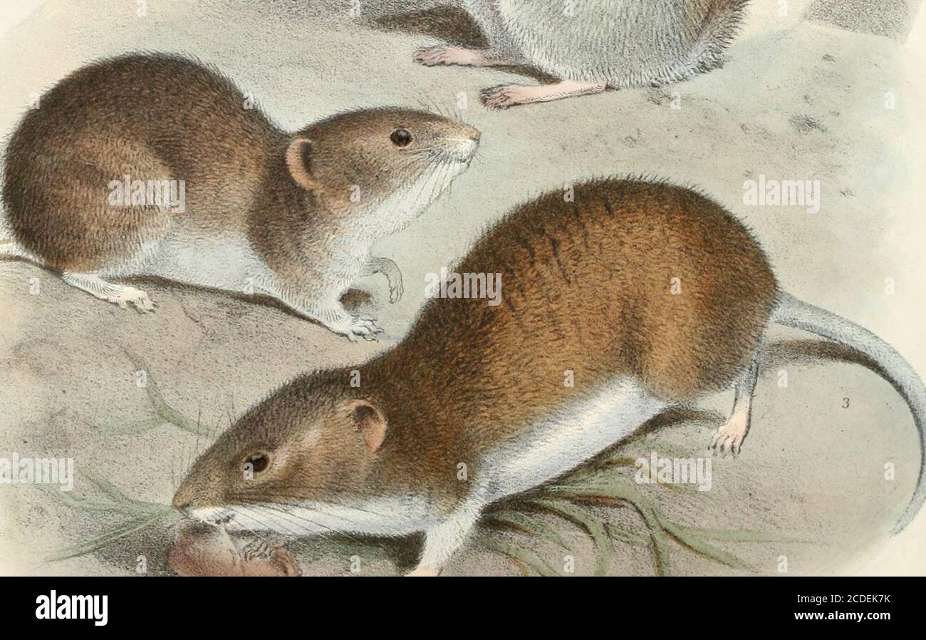 . The survey of western Palestine. The fauna and flora of Palestine . n ...