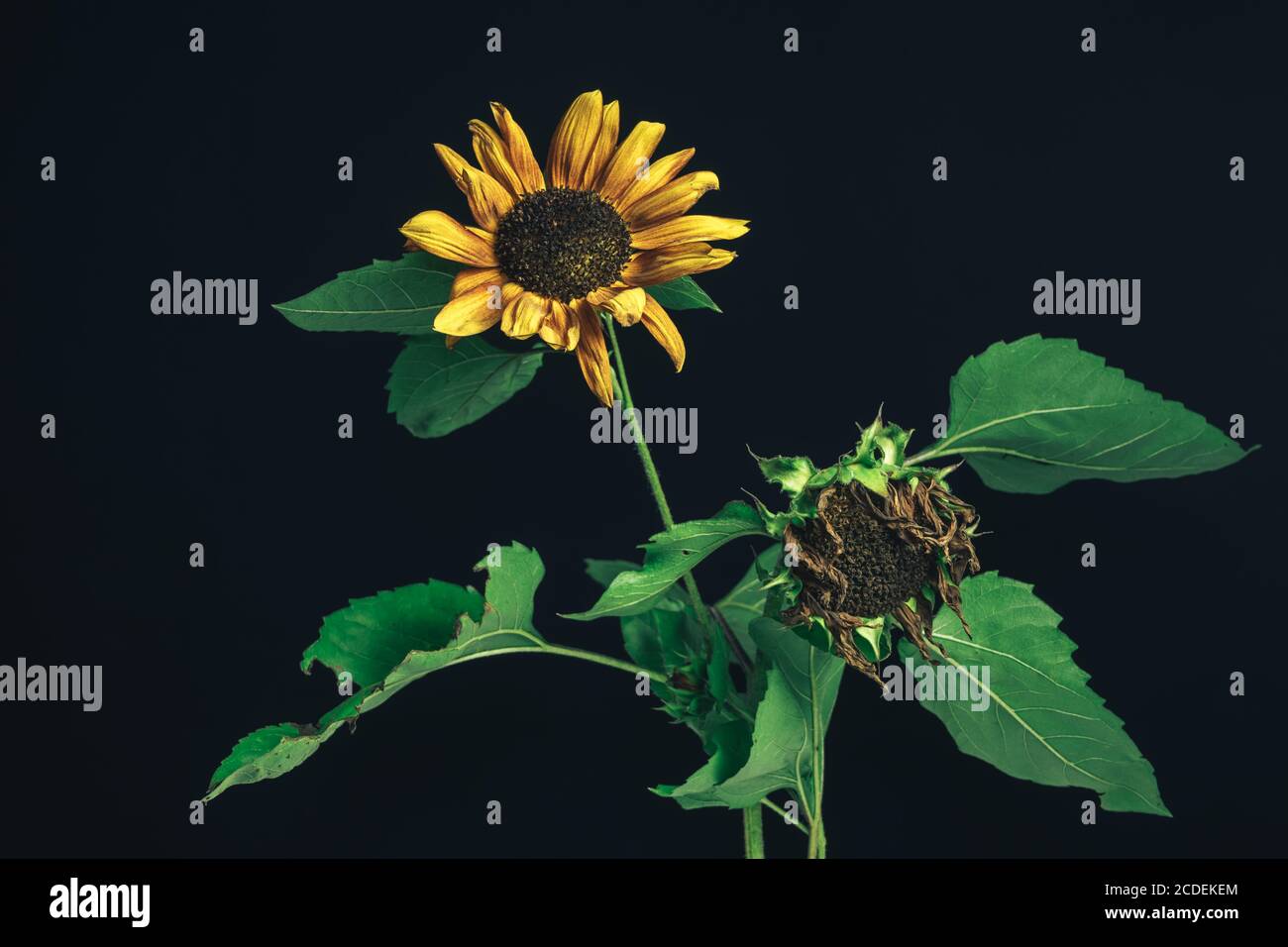 Sunflower plant on a black. Beautiful plant minimal. Minimalism retro ...
