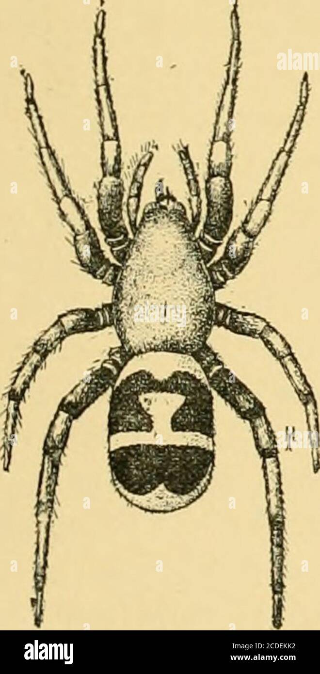 Familiar jumping spider hi-res stock photography and images - Alamy