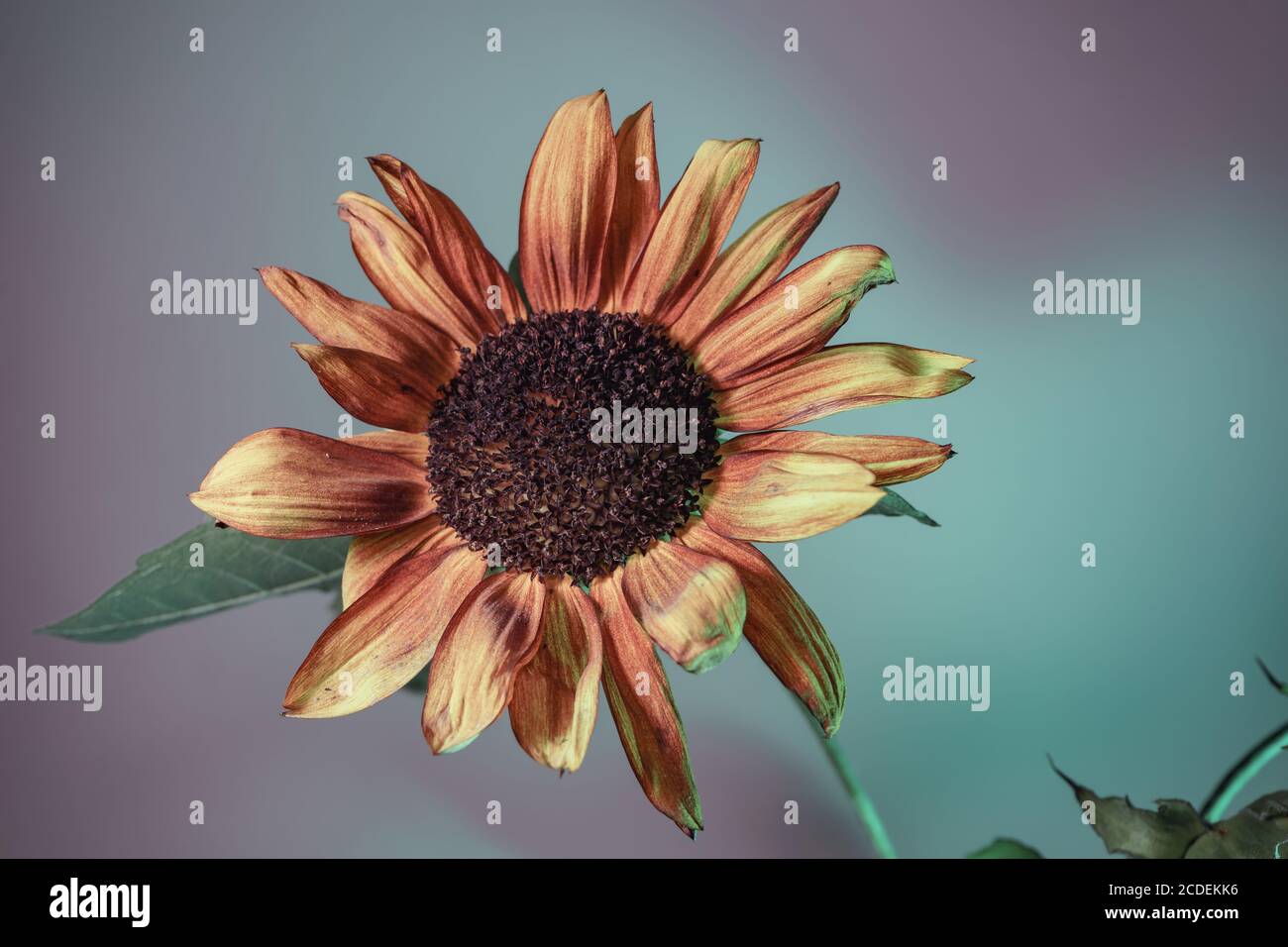 Abstract sunflower plant color light. Beautiful plant minimal in neon ...