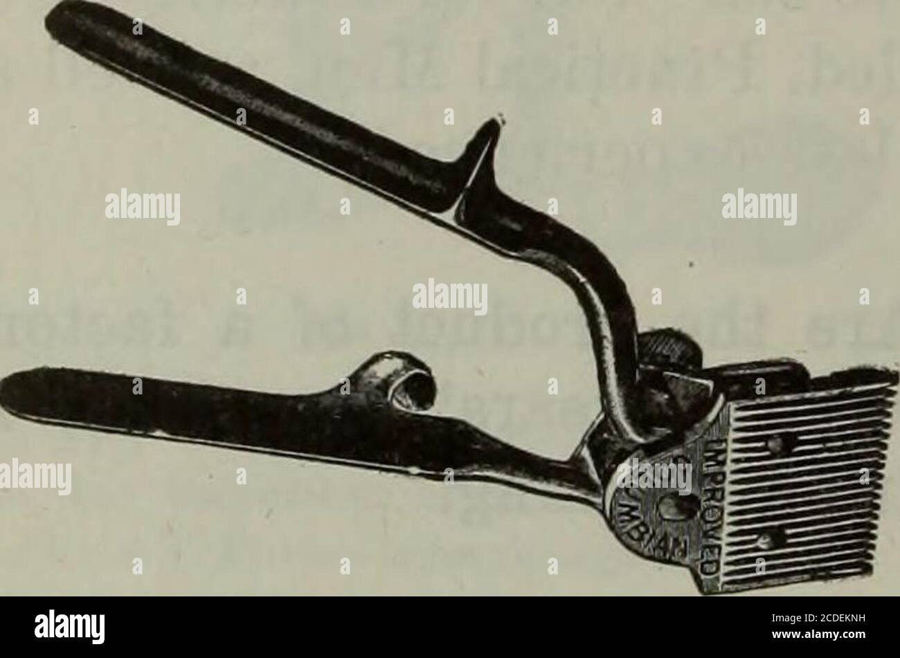 Coristine hi-res stock photography and images - Alamy