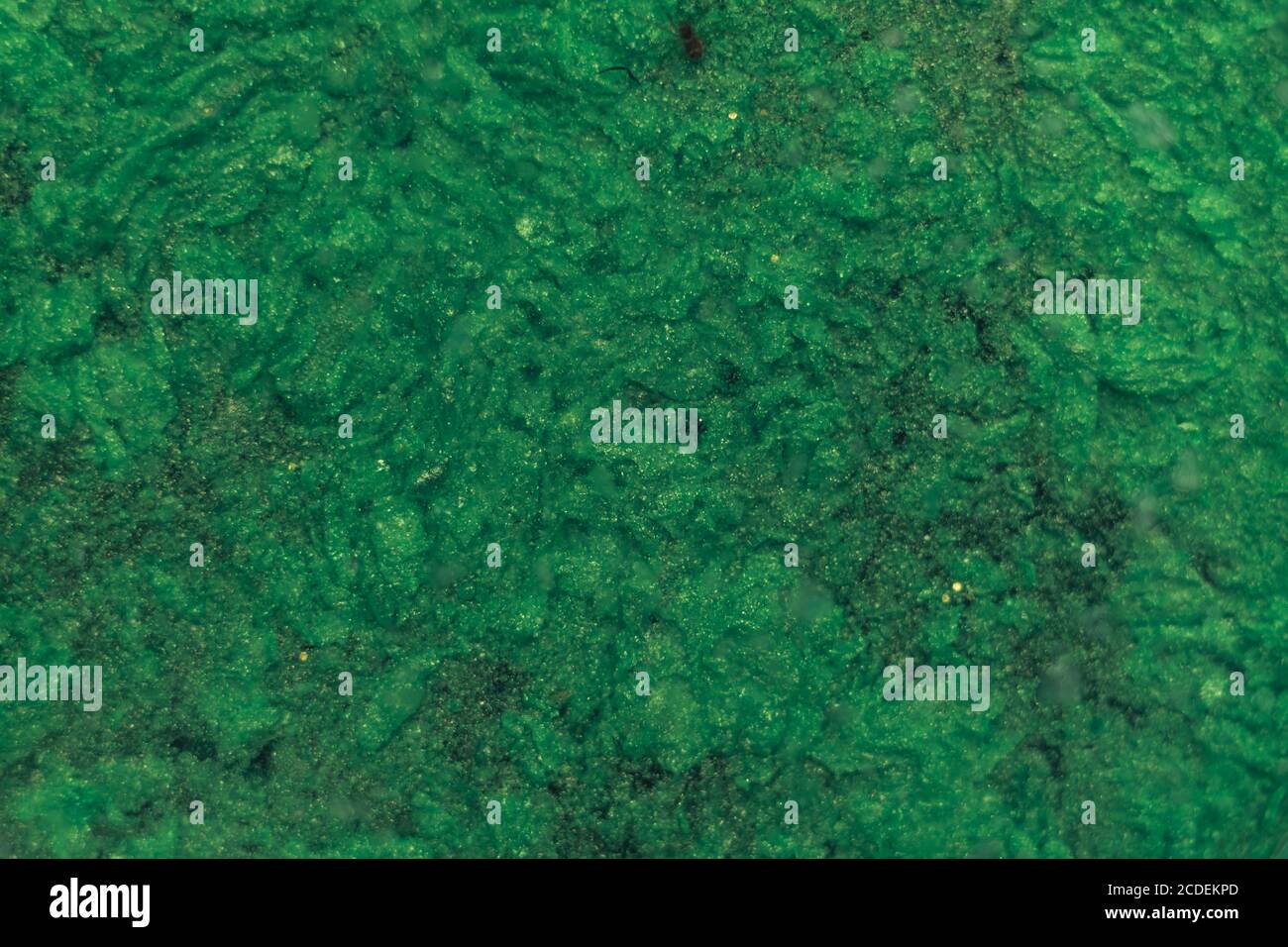 Close up beautiful abstraction phantom green color light water ...