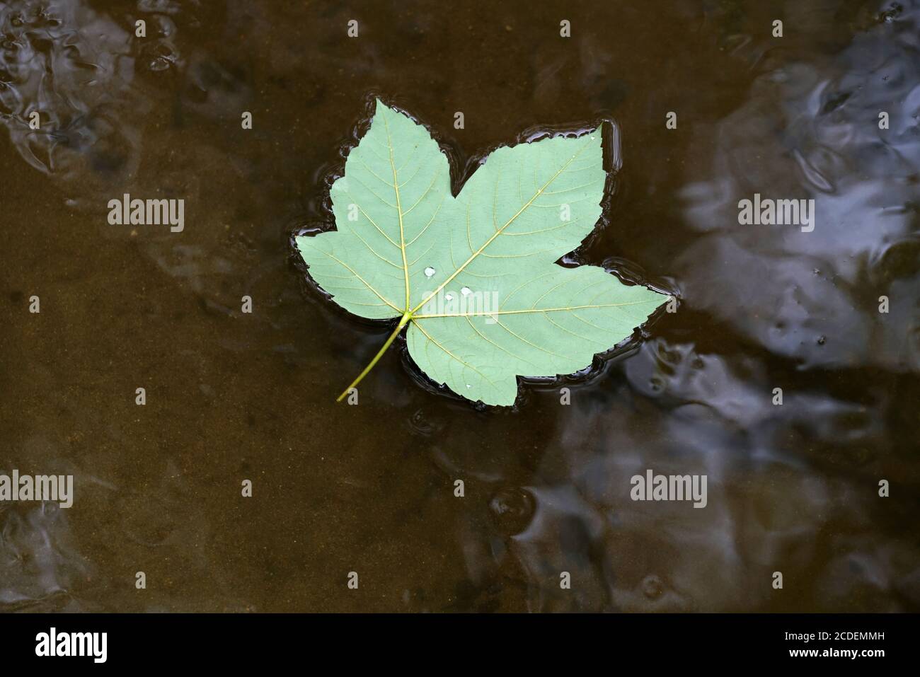 Green leaf flowing on the water Stock Photo - Alamy