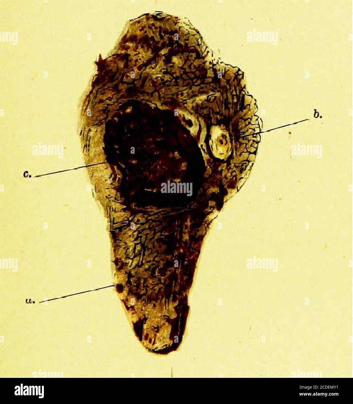 . A practical guide to meat inspection . Acute ulceration ofgum with ...