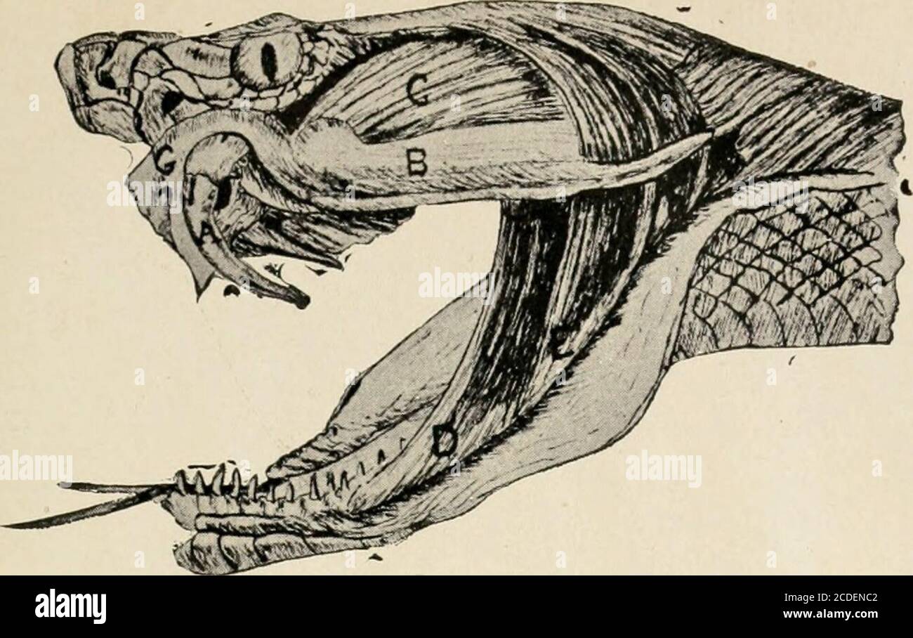 . La défense contre l'ophidisme : . X. 12 -- Coupe transversale dun ...