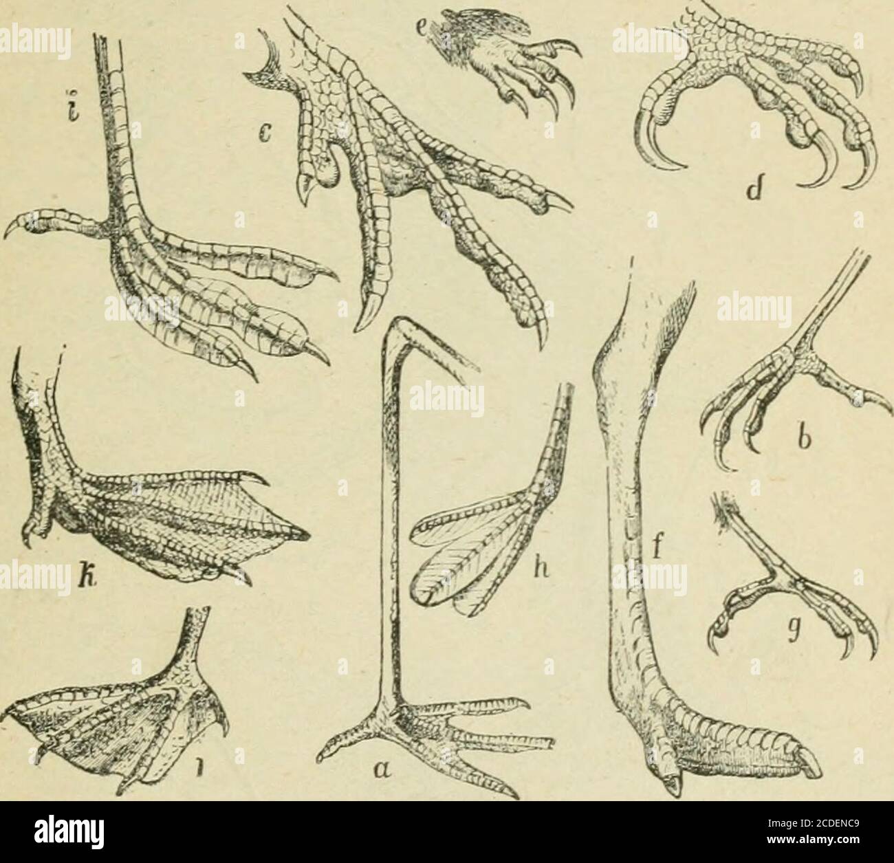 . An introduction to zoology : for the use of high schools . k, but the ...