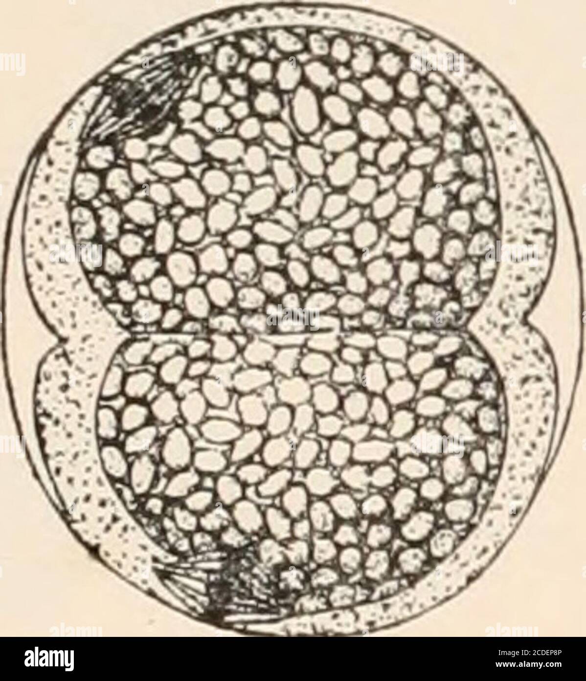 Chlorophyceae hi-res stock photography and images - Alamy