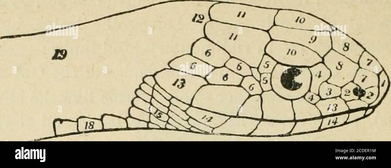 . An introduction to zoology : for the use of high schools . ut this ...
