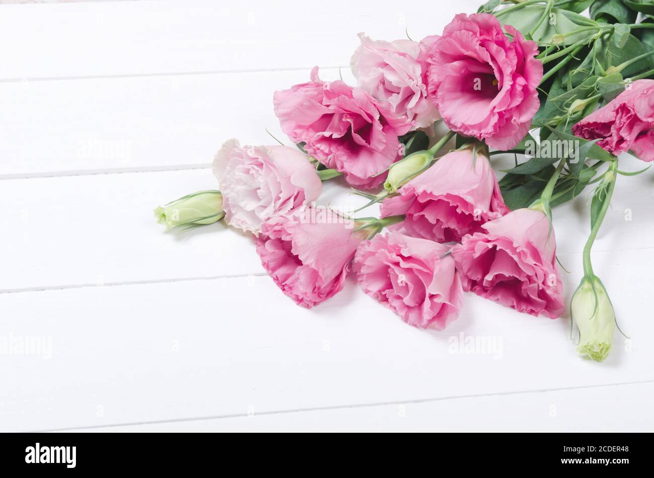 Fresh pink eustoma flowers on white wooden background Stock Photo - Alamy