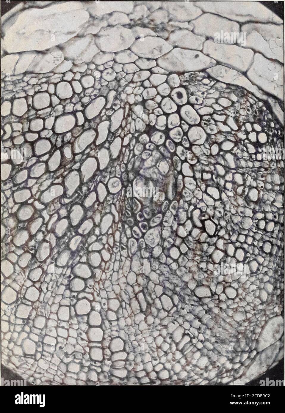 . The structure and development of crown gall : a plant cancer . Daisy ...