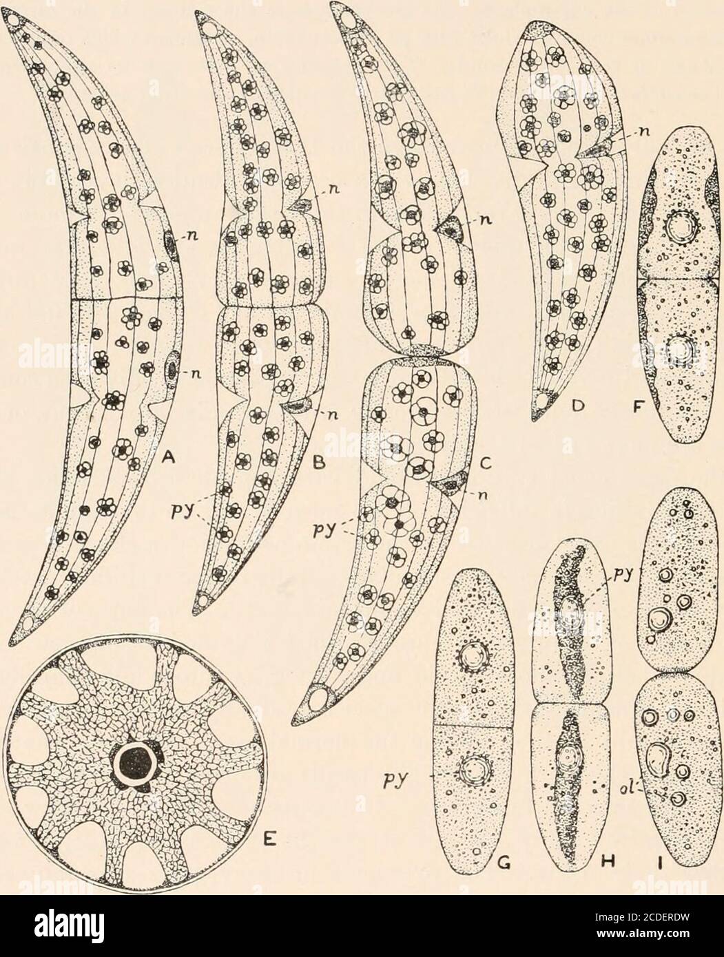 Conjugate algae hi-res stock photography and images - Alamy