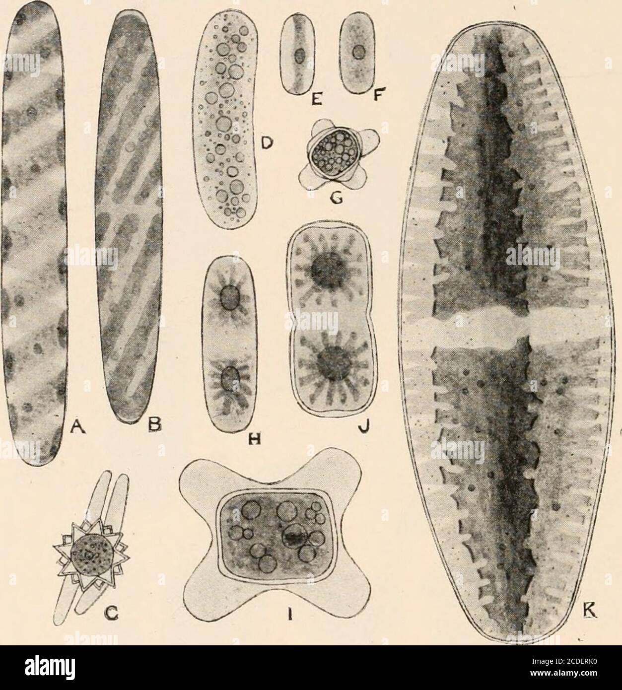 Cosmarium hi-res stock photography and images - Alamy