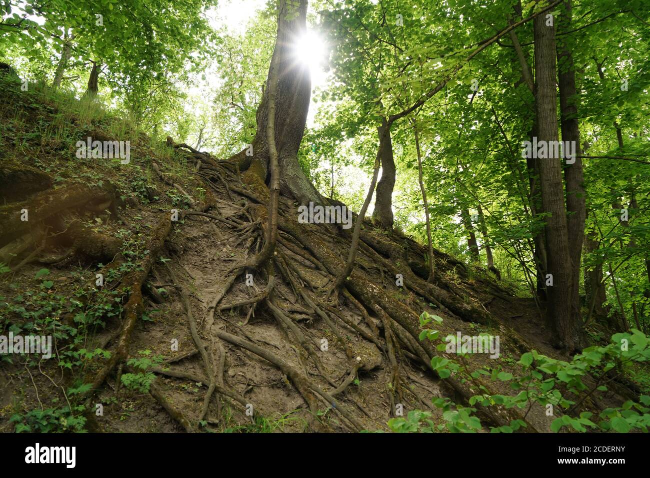 Tree with long roots on a small hill in a forest Stock Photo - Alamy