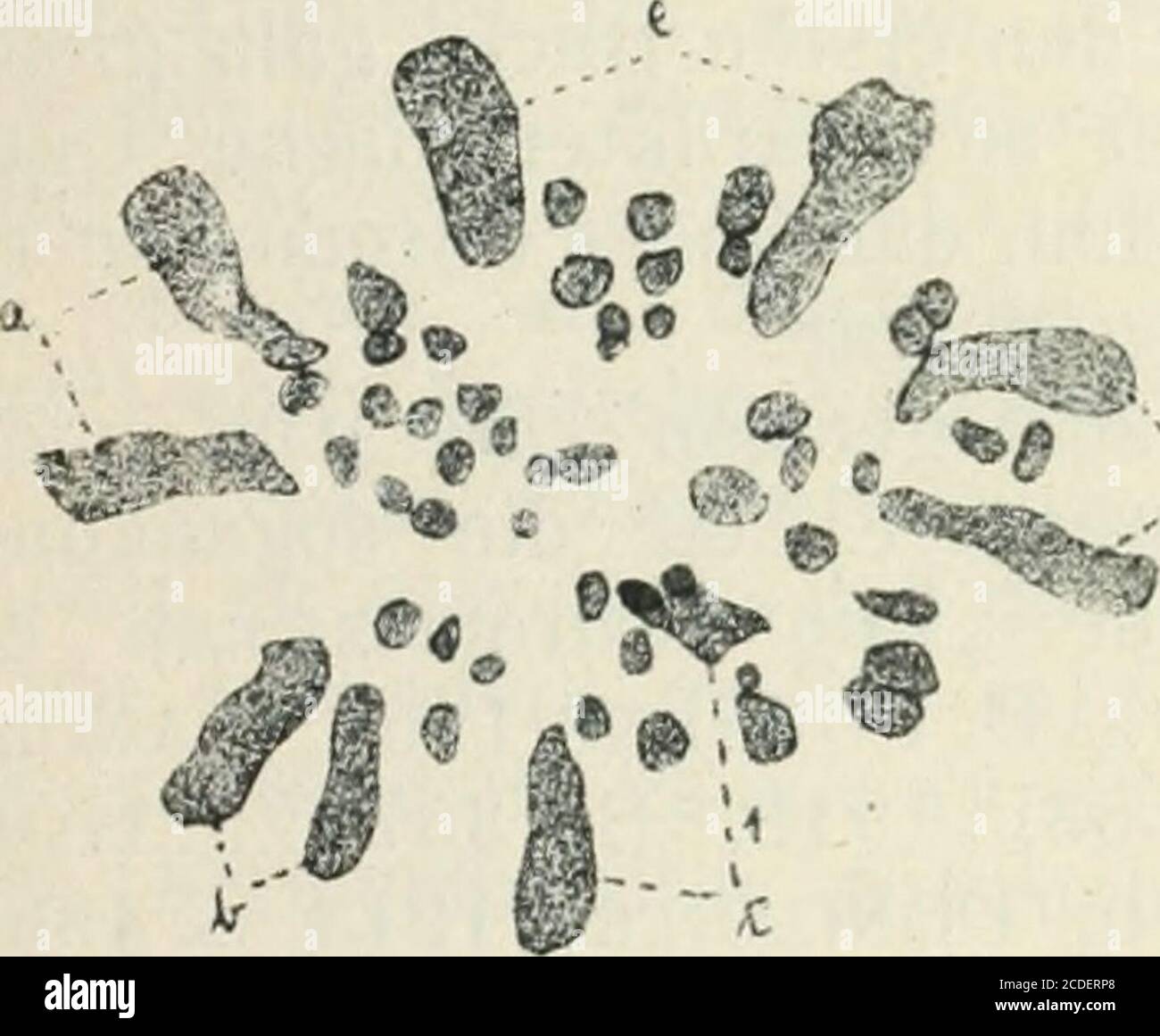 Kuwada hi-res stock photography and images - Alamy