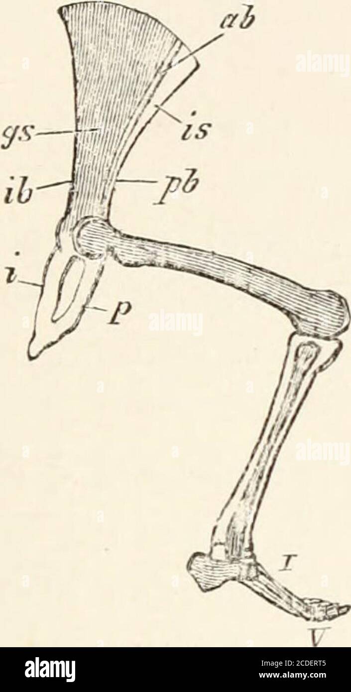 Gluteal Tuberosity Bone