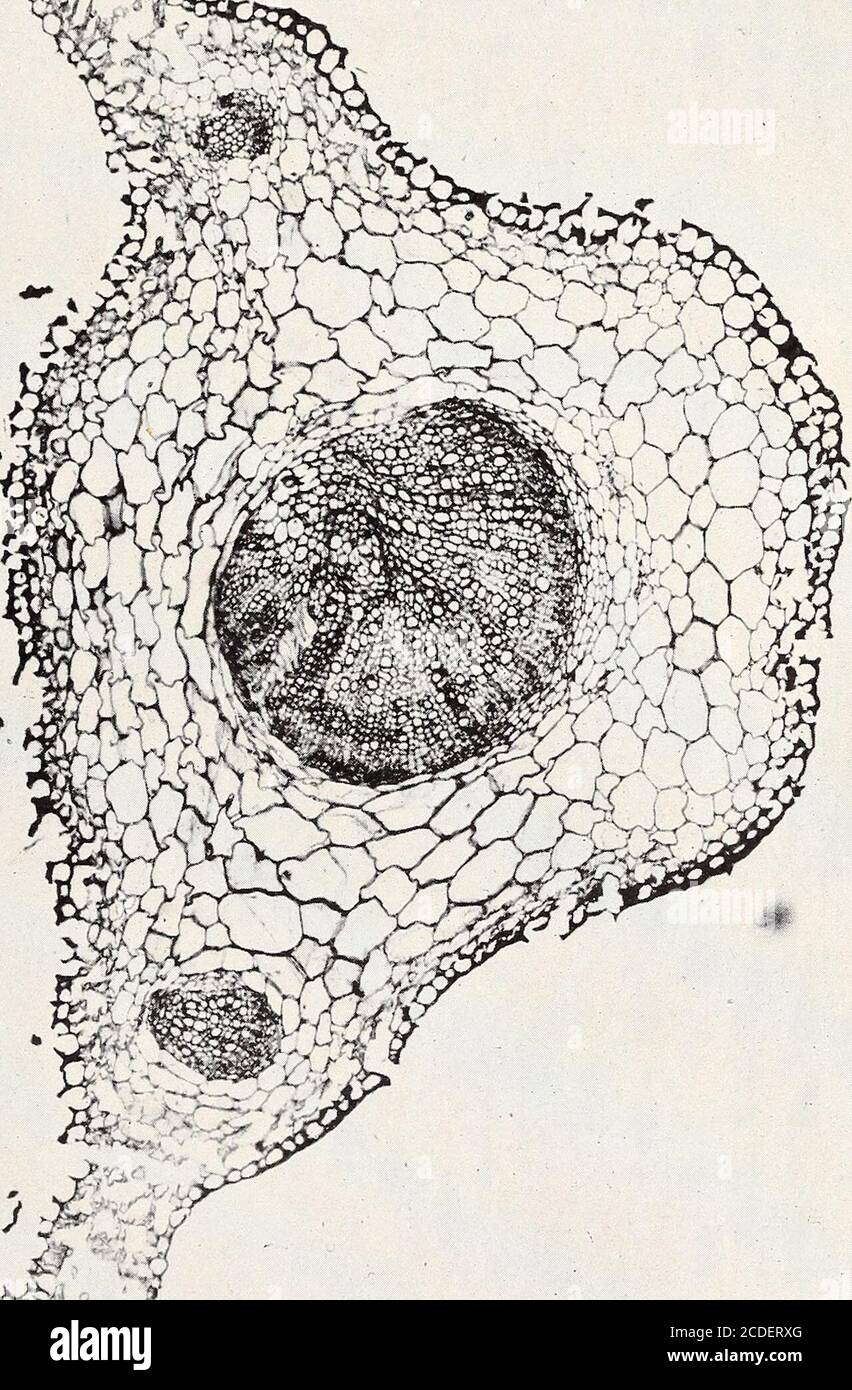 Petiole Cross Section