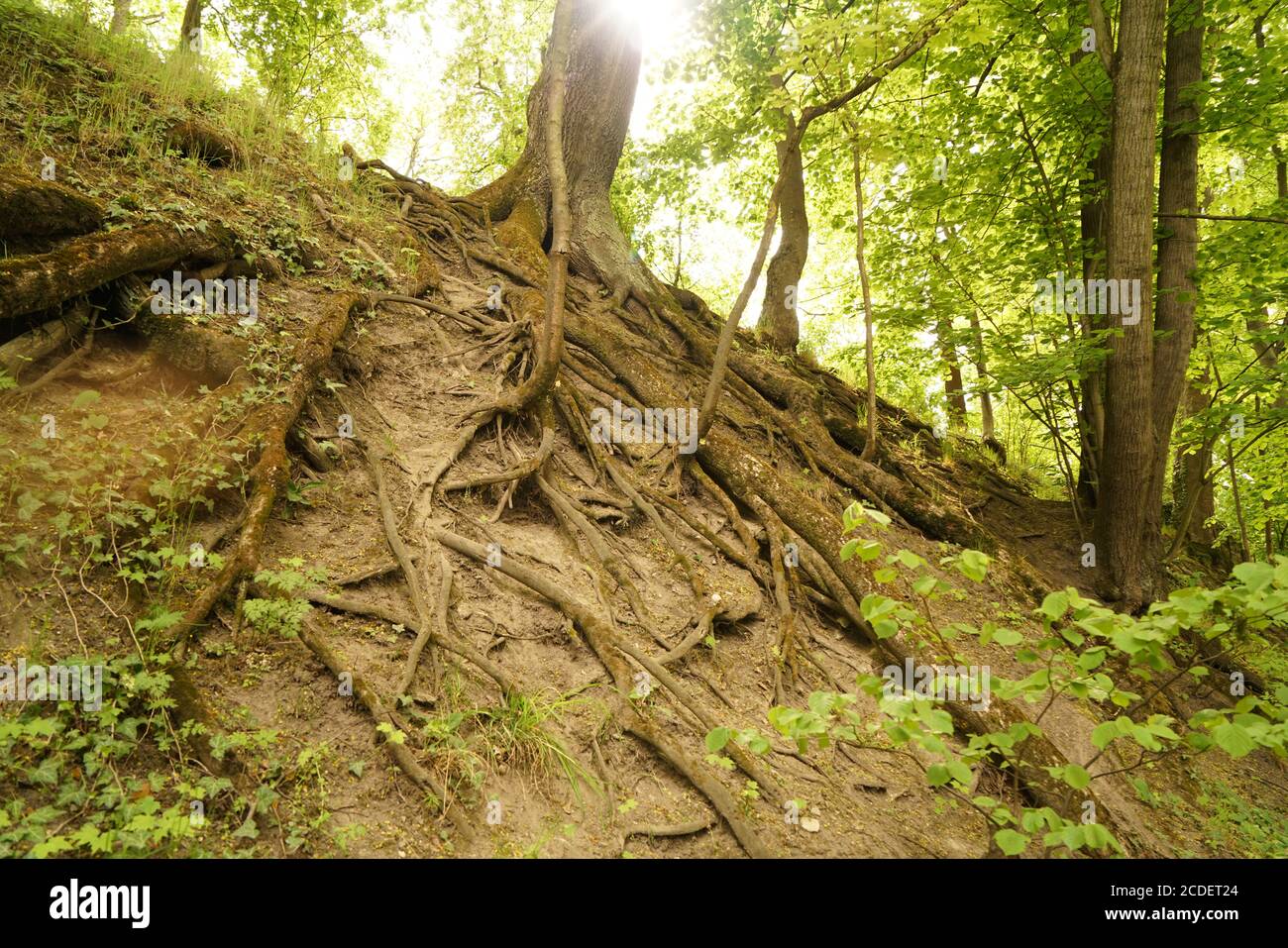 Tree with long roots on a small hill in a forest Stock Photo - Alamy