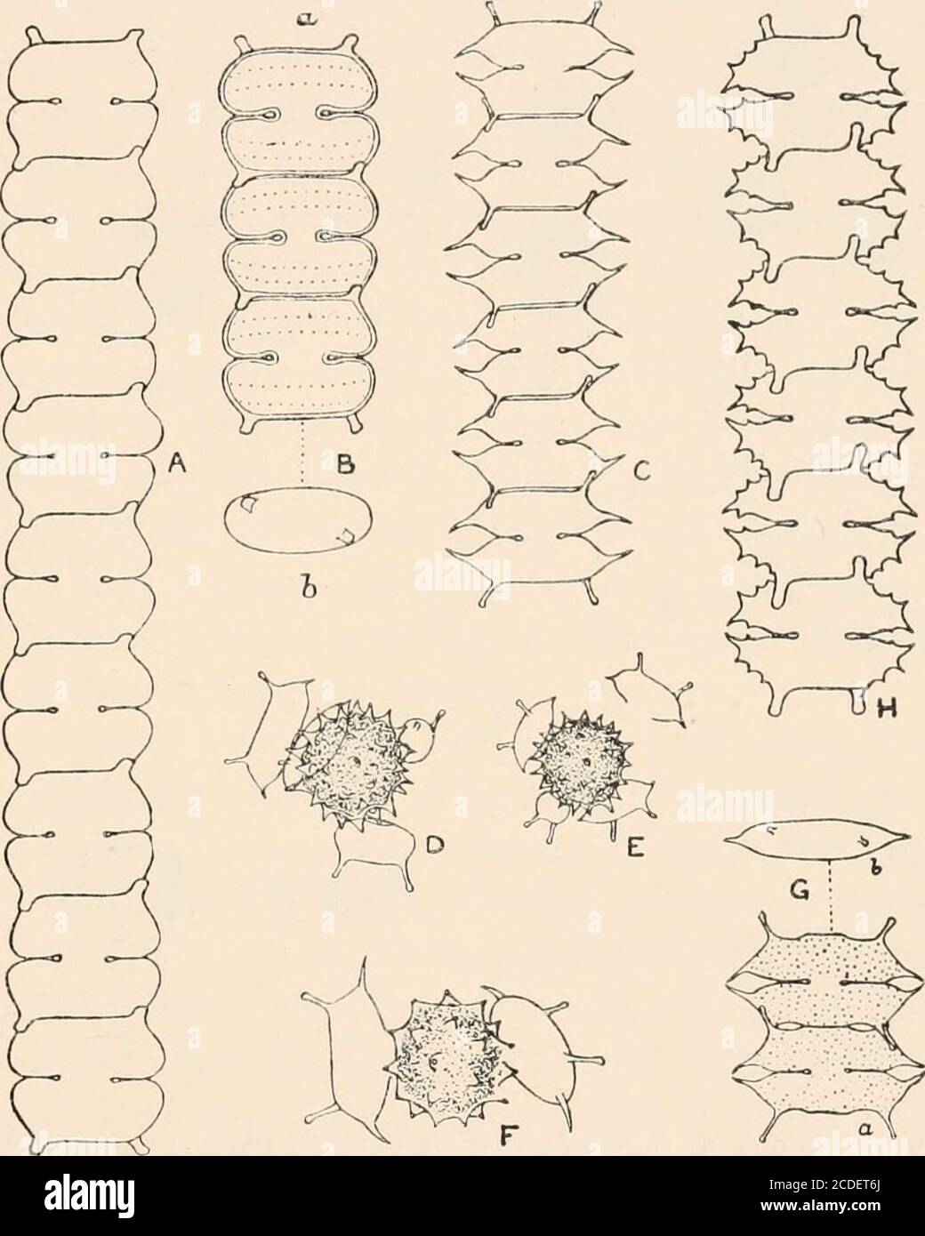 Spondylosium hi-res stock photography and images - Alamy