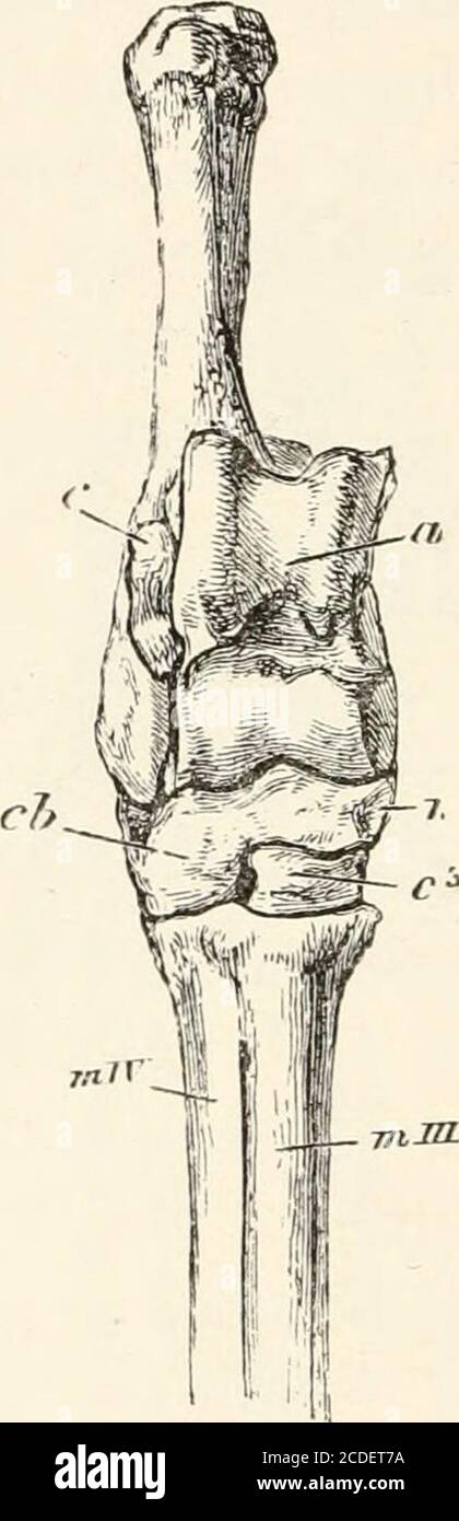 . An introduction to the osteology of the mammalia . 771 nc FIG. 128 ...