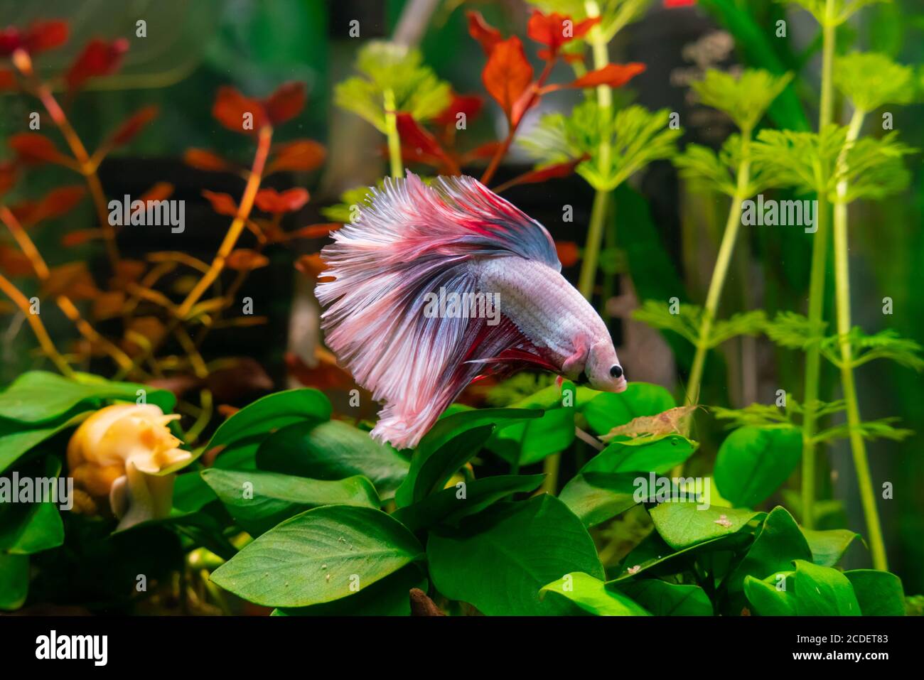 Pink Betta Fish in aquarium Stock Photo - Alamy